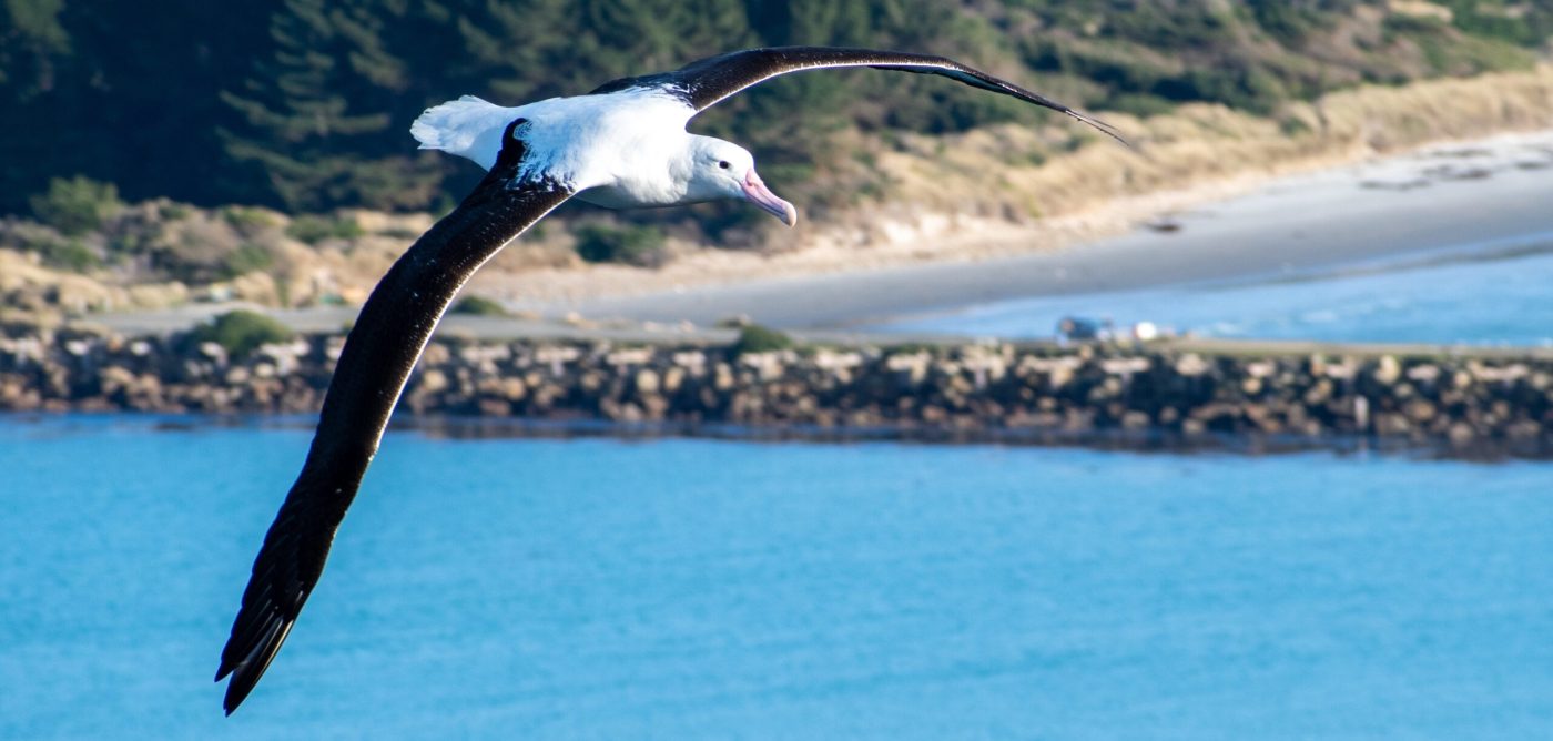 Northern Royal Albatross Northern Royal Albatross (Diomedea Sandfordi)
