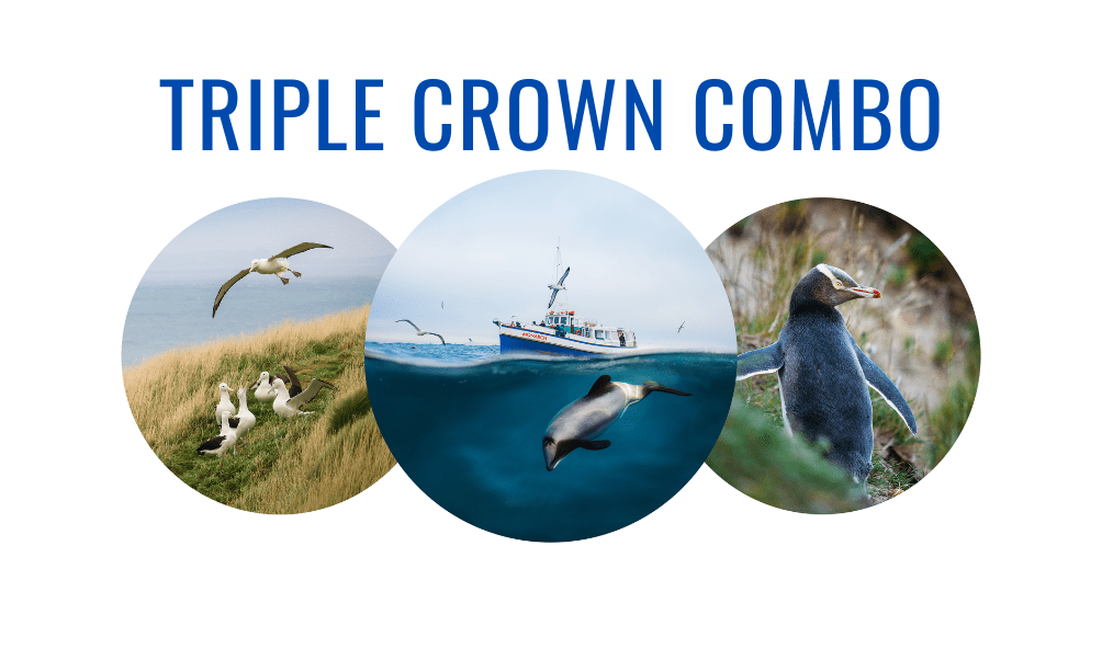 Triple Crown Combo - Dunedin, NZ | Royal Albatross Centre