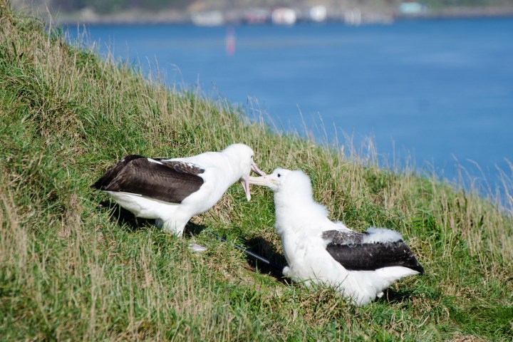 Unique Taiaroa - Dunedin, NZ | Royal Albatross Centre